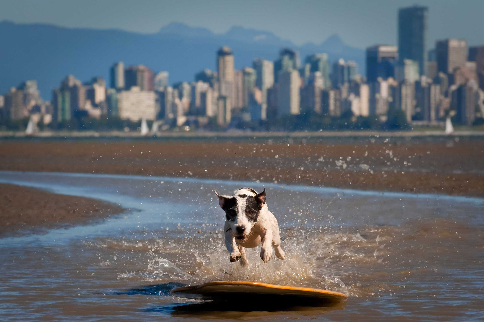 The Skimboarding Dog – Kayotics